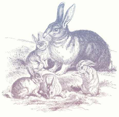 Home | Terran Collective